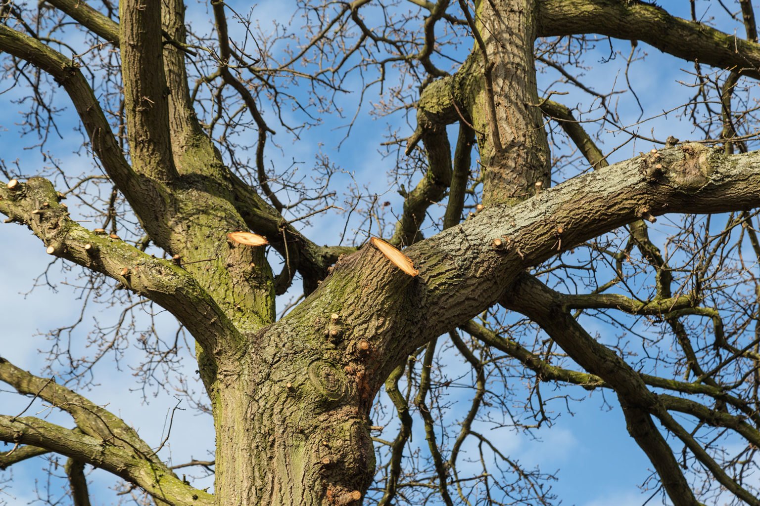 Who is Responsible for Clearing Fallen Trees & Branches?