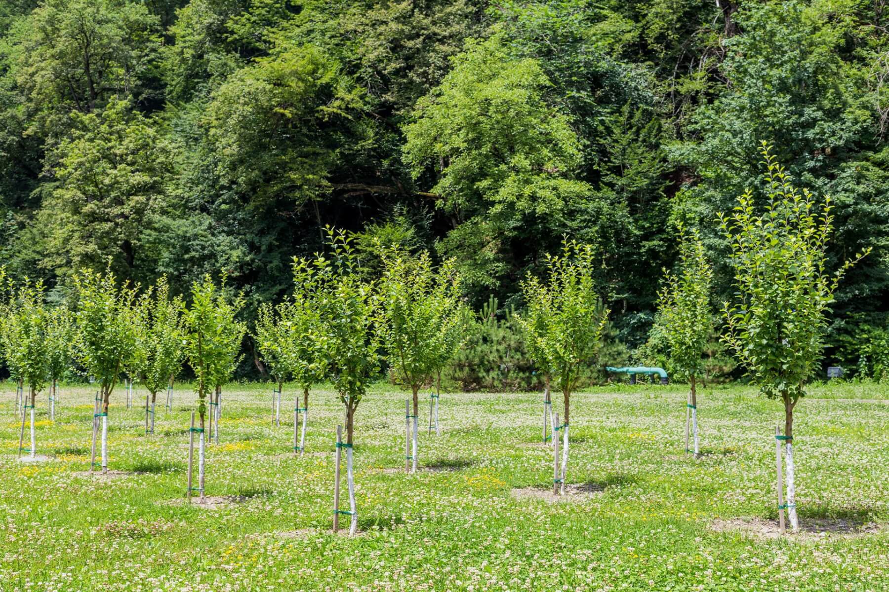 Why Plant Native Trees in the UK: Benefits & Best Species