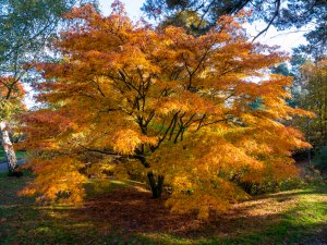 Top Landscaping Solutions to Reduce Traffic Noise Pollution