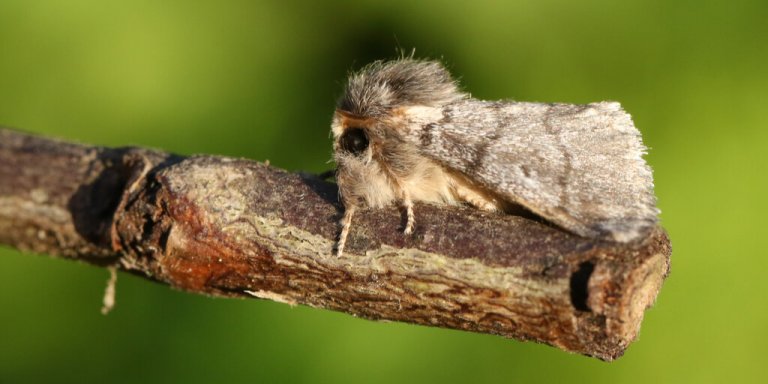 Most Common Tree Pests and Diseases in the UK