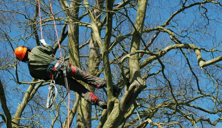 Grounds Maintenance Guide: Key Practices for Effective Care